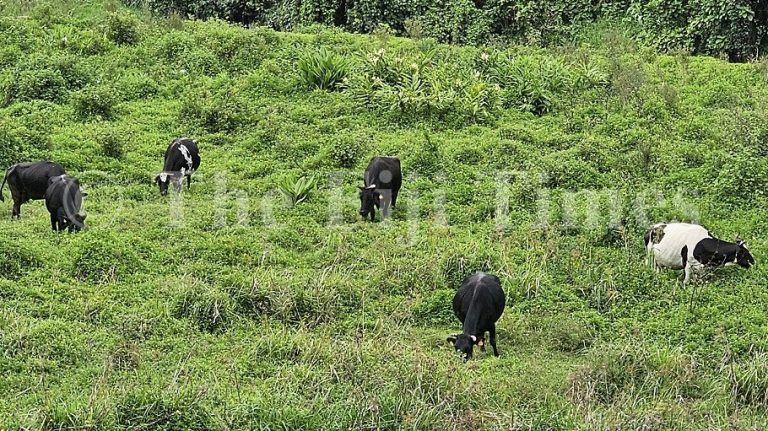 TLTB clarifies non-renewal - The Fiji Times