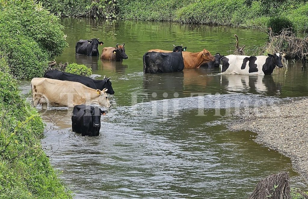 Cattle price to increase - The Fiji Times