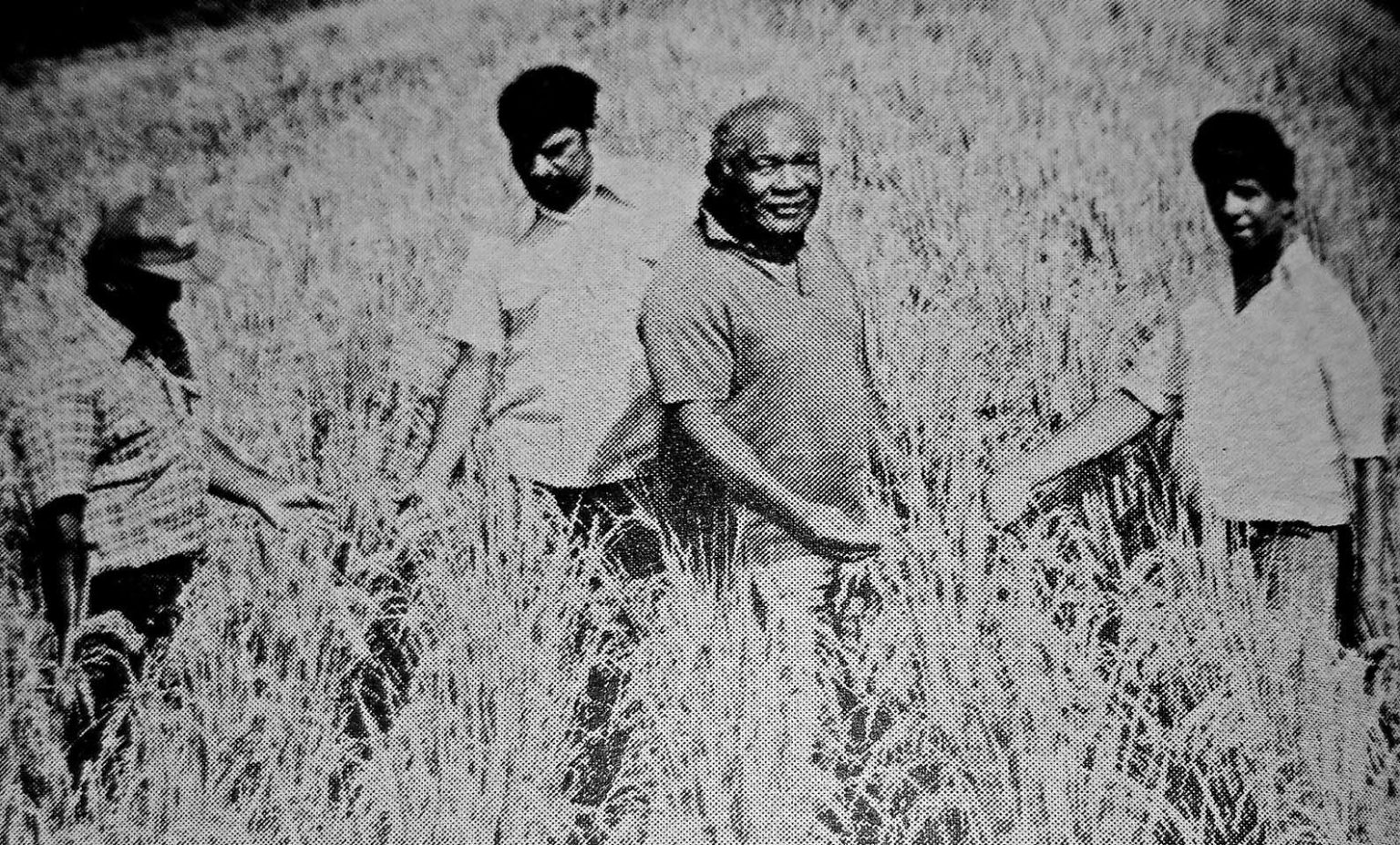Back In History Rise In Rice Farming The Fiji Times