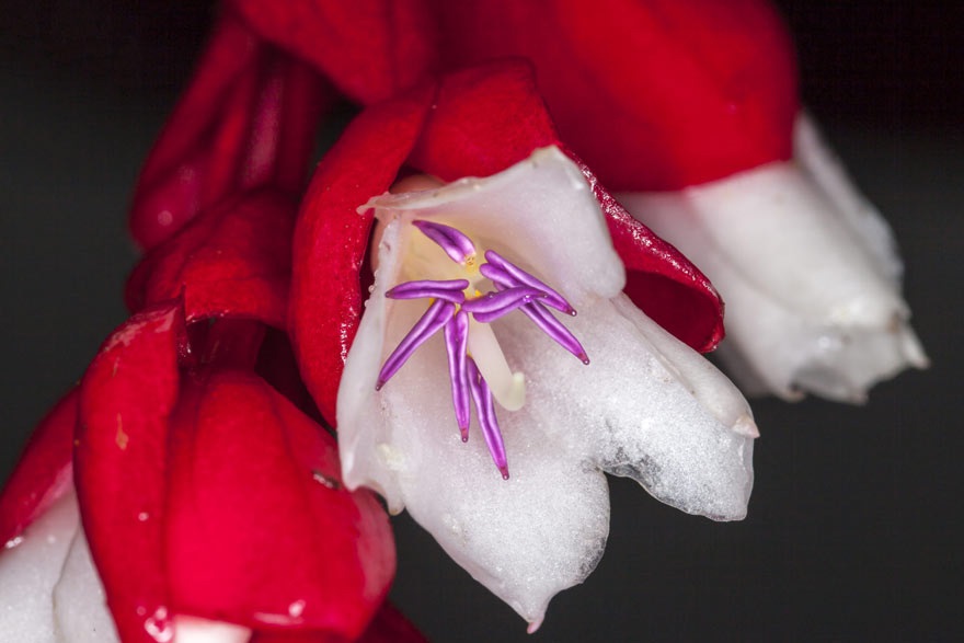 Back in history | 'Cry Maucia' the rare flower - The Fiji Times