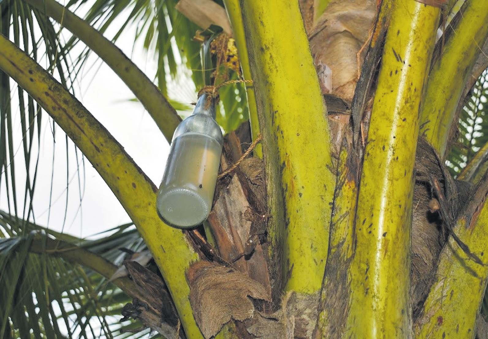 Reviving the art of 'Kamaimai' - The Fiji Times