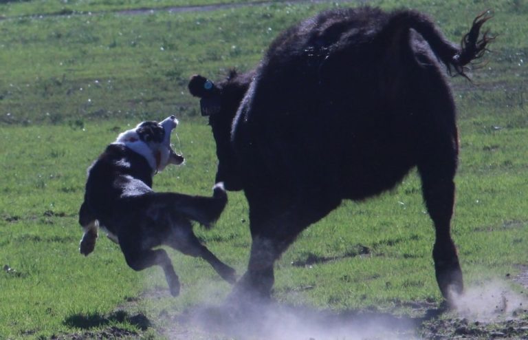 Cow attacks 60-year-old farmer - The Fiji Times