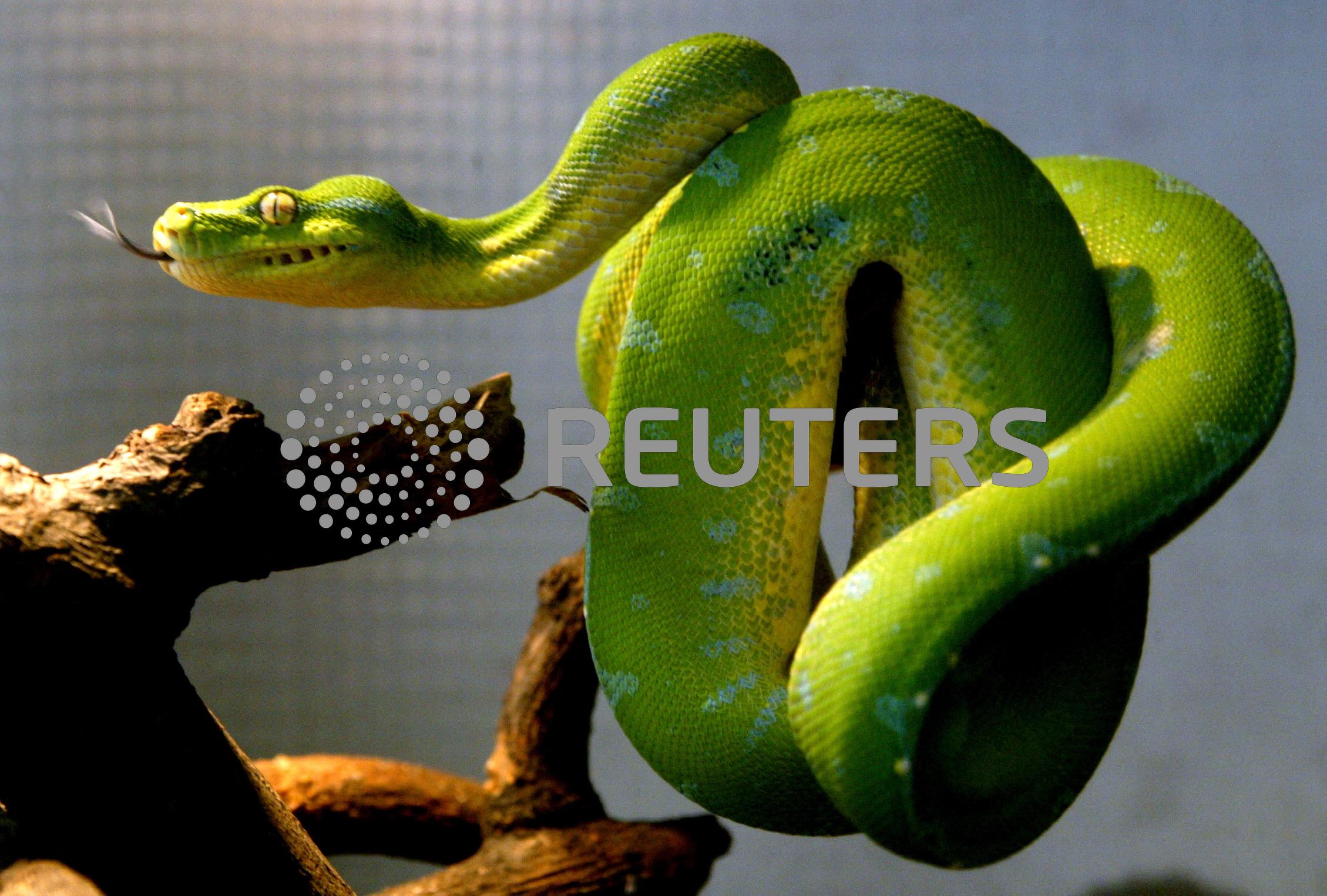 Study shows how snakes got an evolutionary leg up on the competition ...