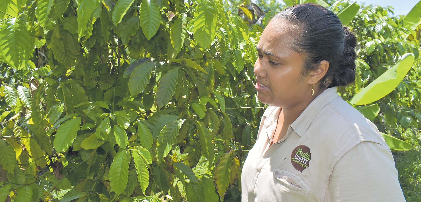 InsideStory | Revival of Fiji's coffee industry | Part II - The Fiji Times