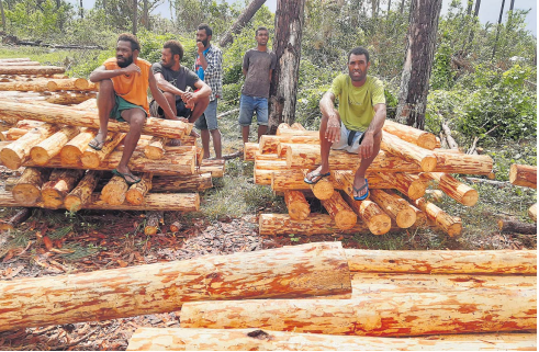 Vanua Levu biggest pine log supplier - The Fiji Times