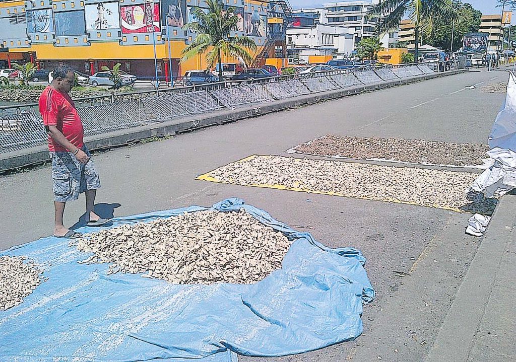 Spotlight | Growing Fiji's kava industry - The Fiji Times
