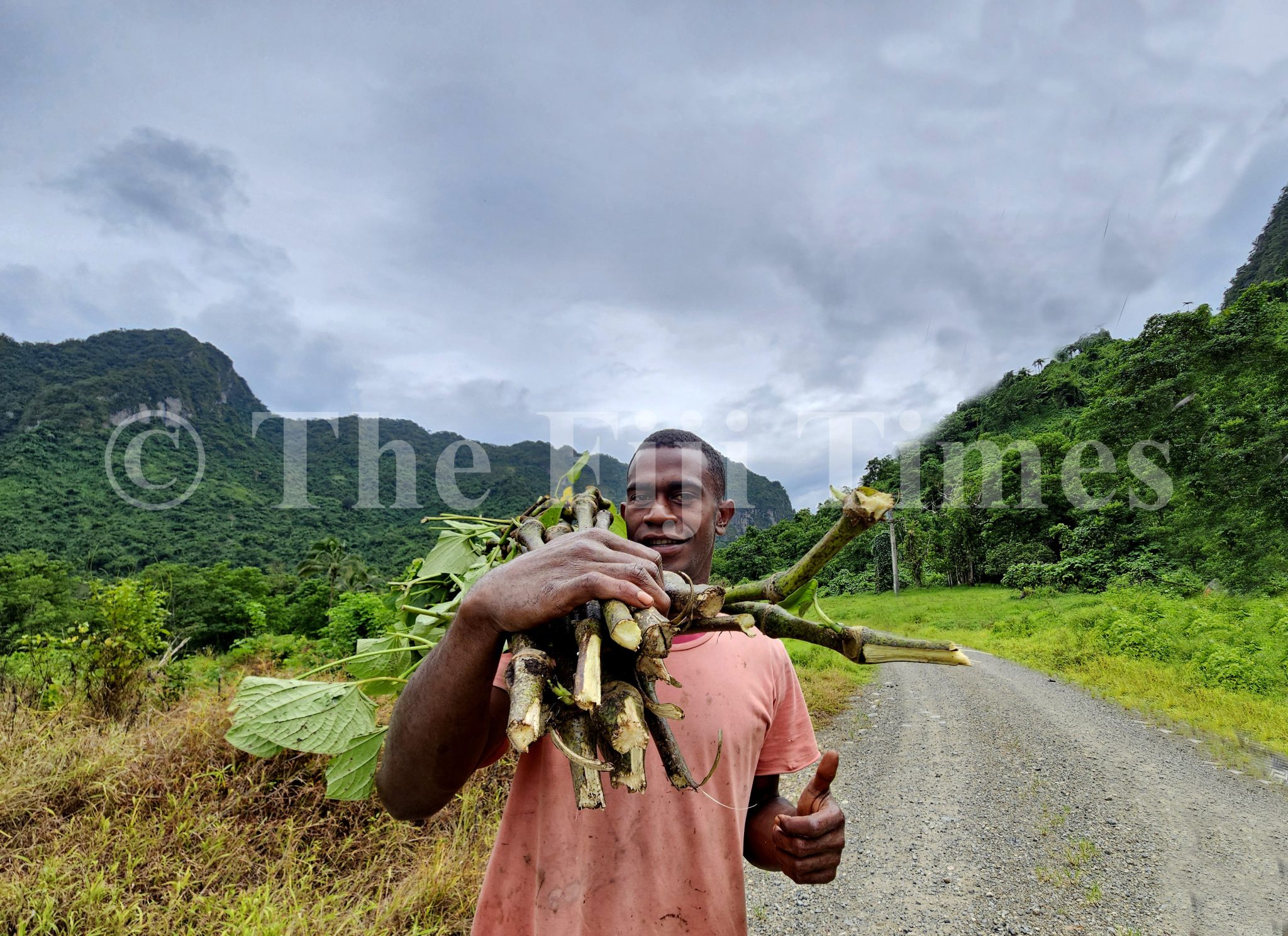 Farmers raise concern over kava disease - The Fiji Times Farmers raise concern over kava disease - The Fiji Times