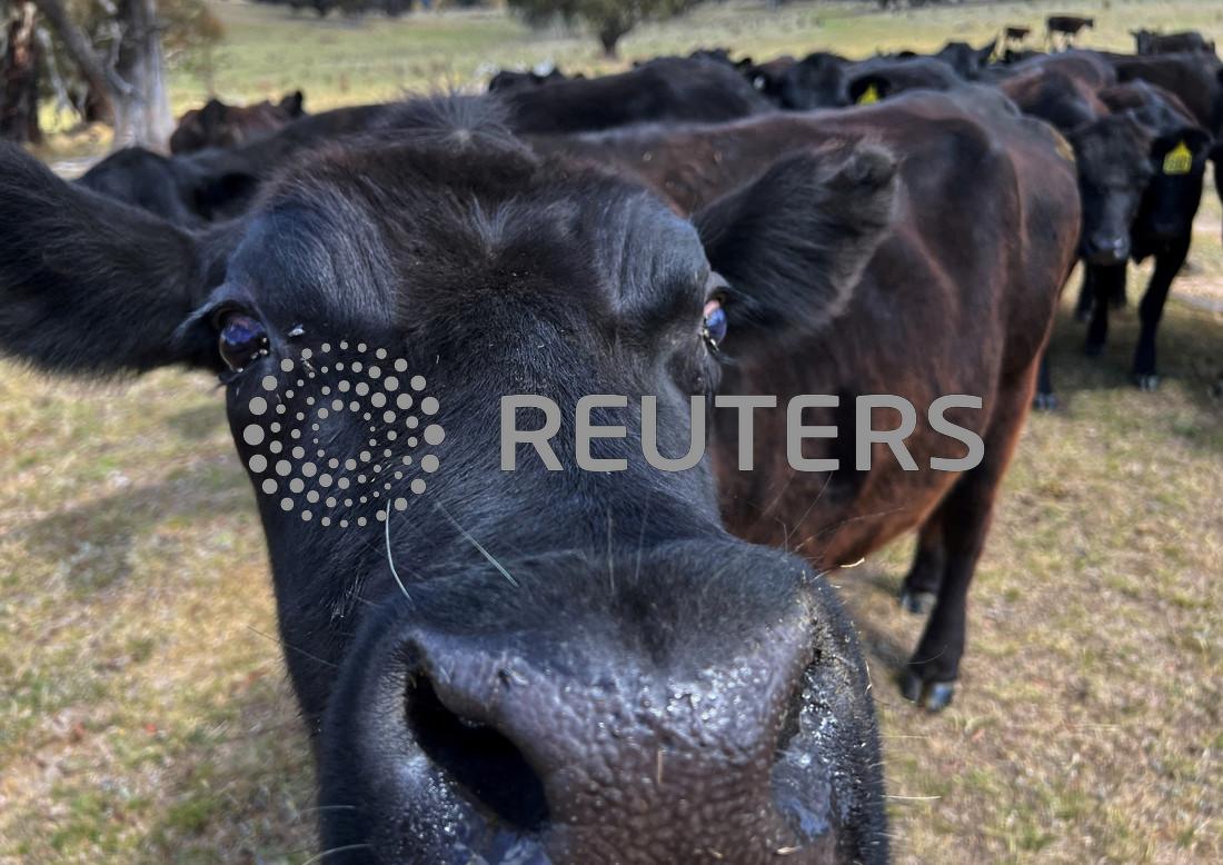 Farm biogas projects should not get Biden climate money -congressional ...