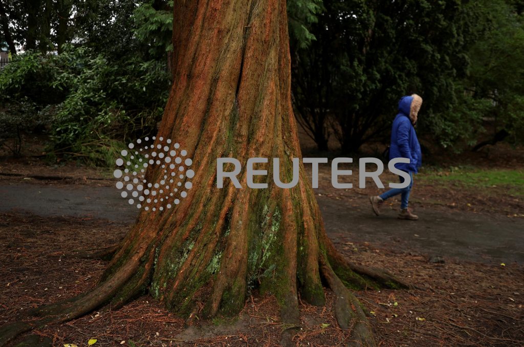 Giant Sequoias, world's largest trees, thriving in UK, report shows ...
