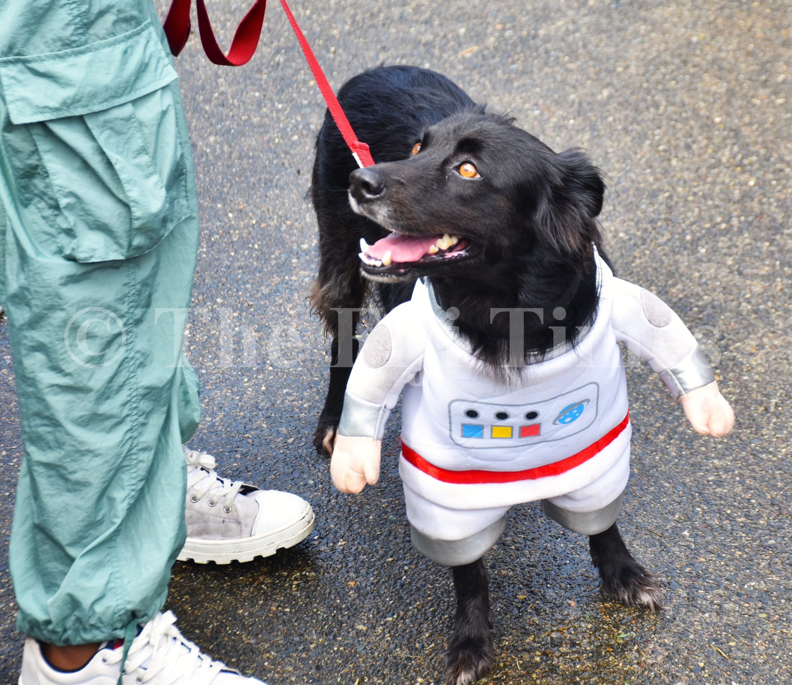 Tim Howick-Smith 1000 Paws Walk – The Fiji Times