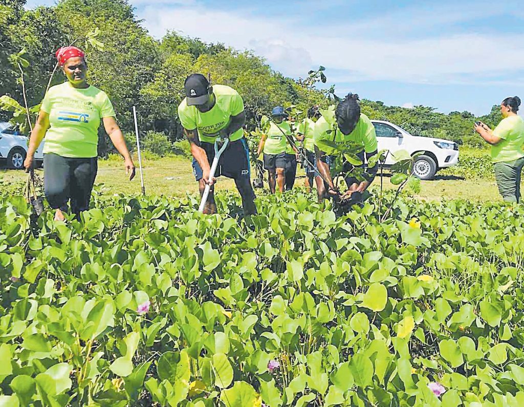 Youths plant trees, clean foreshore - The Fiji Times