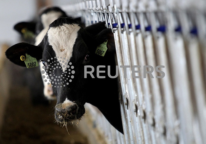 US to test ground beef in states with bird-flu outbreaks in dairy cows ...