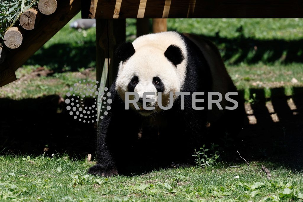 Madrid's zoo welcomes new giant panda bear couple - The Fiji Times