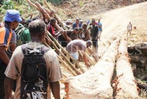 Campaigns vital in reducing illegal logging - The Fiji Times