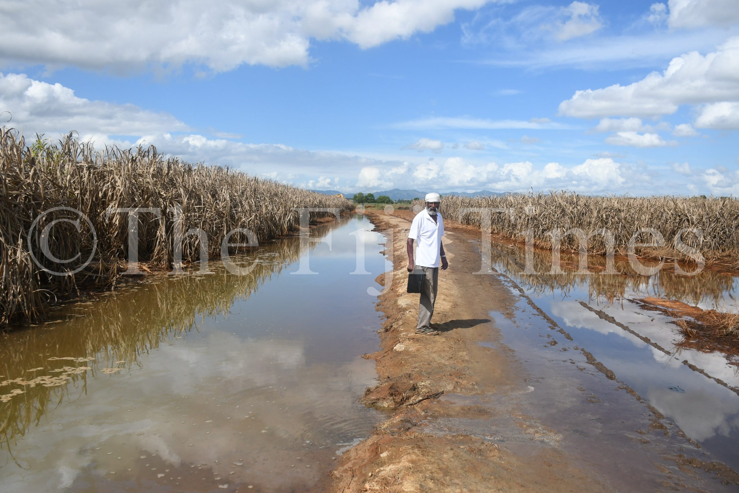 Seawater claims 200 tonnes of cane