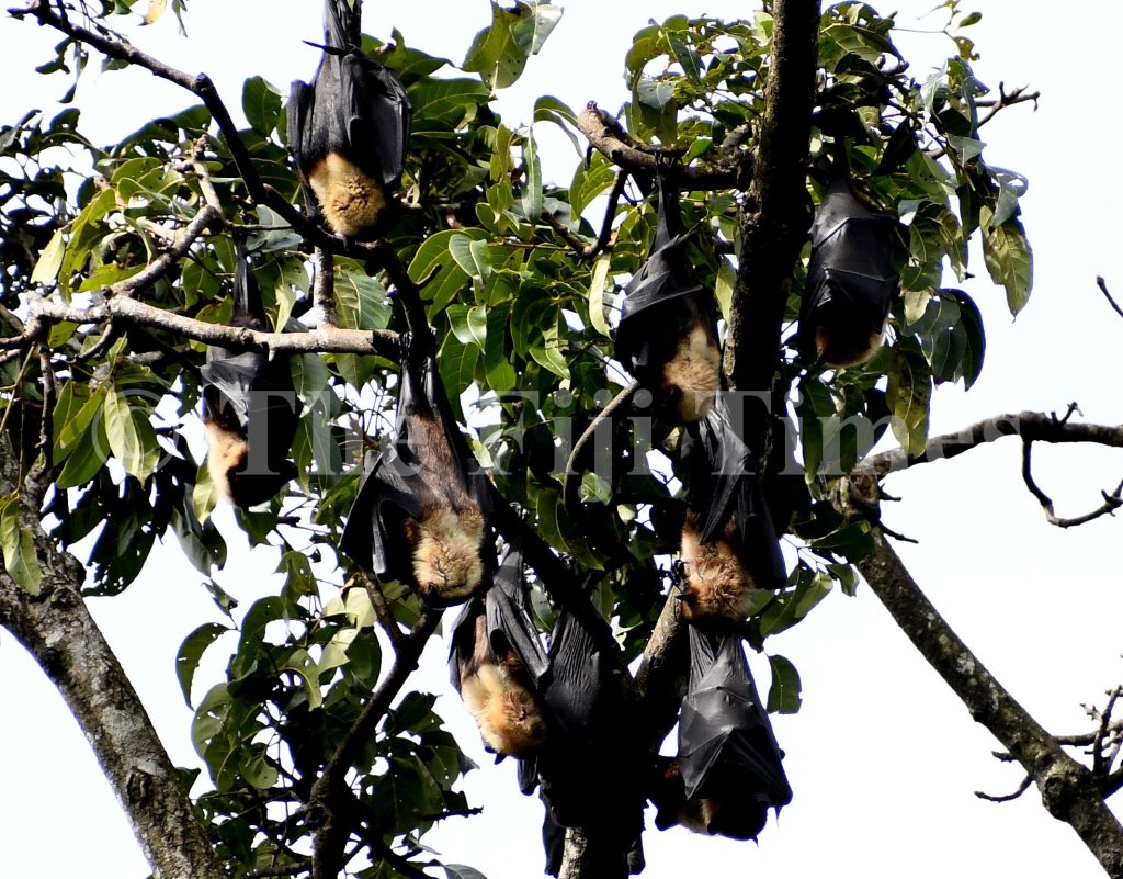 The bat colony of Donnelly Park - The Fiji Times