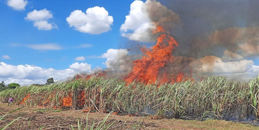Reckless and criminal | Deliberate burning of sugar cane angers ...