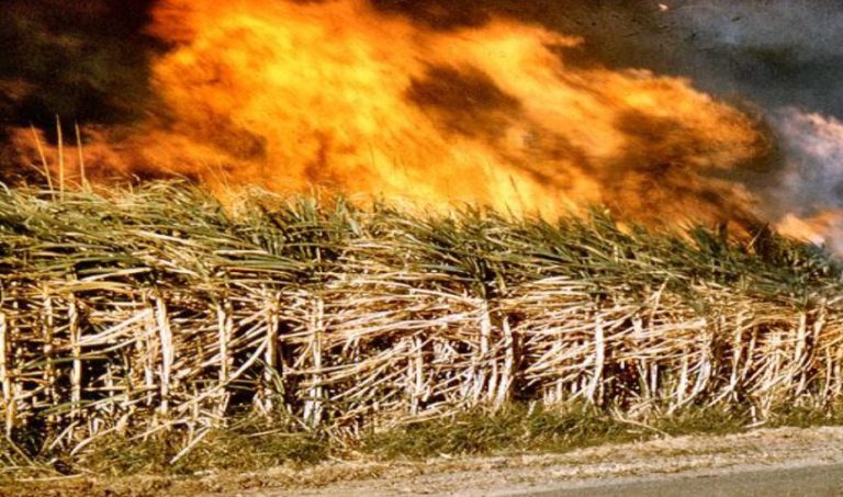 Burnt cane is a significant factor affecting overall sugar production ...