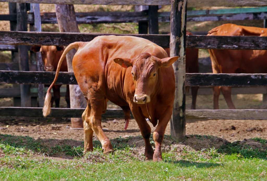 Plans to revitalise beef farming - The Fiji Times