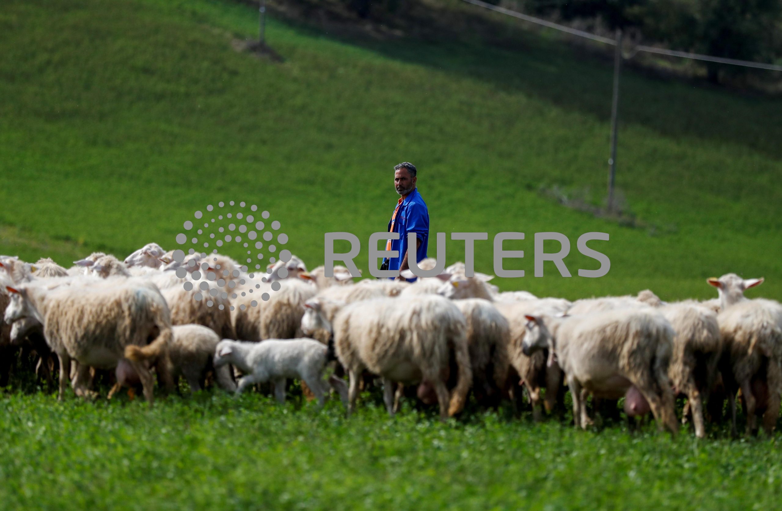 Italy reported bluetongue outbreaks in sheep, cattle and a camel, WOAH ...