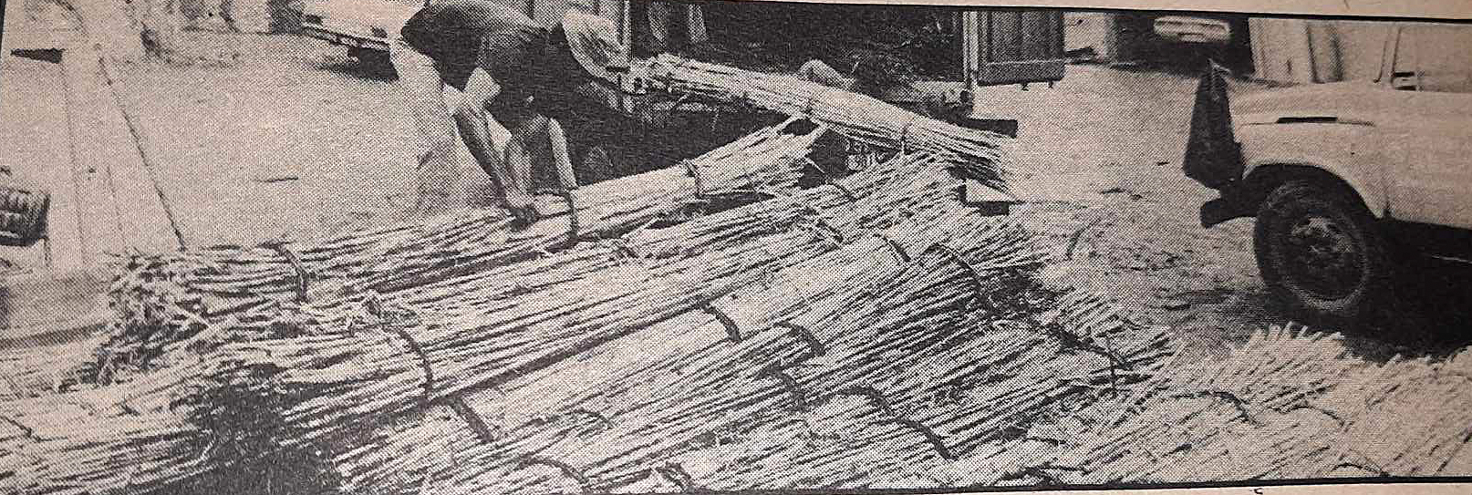 Back in history | Reeds export trial - The Fiji Times