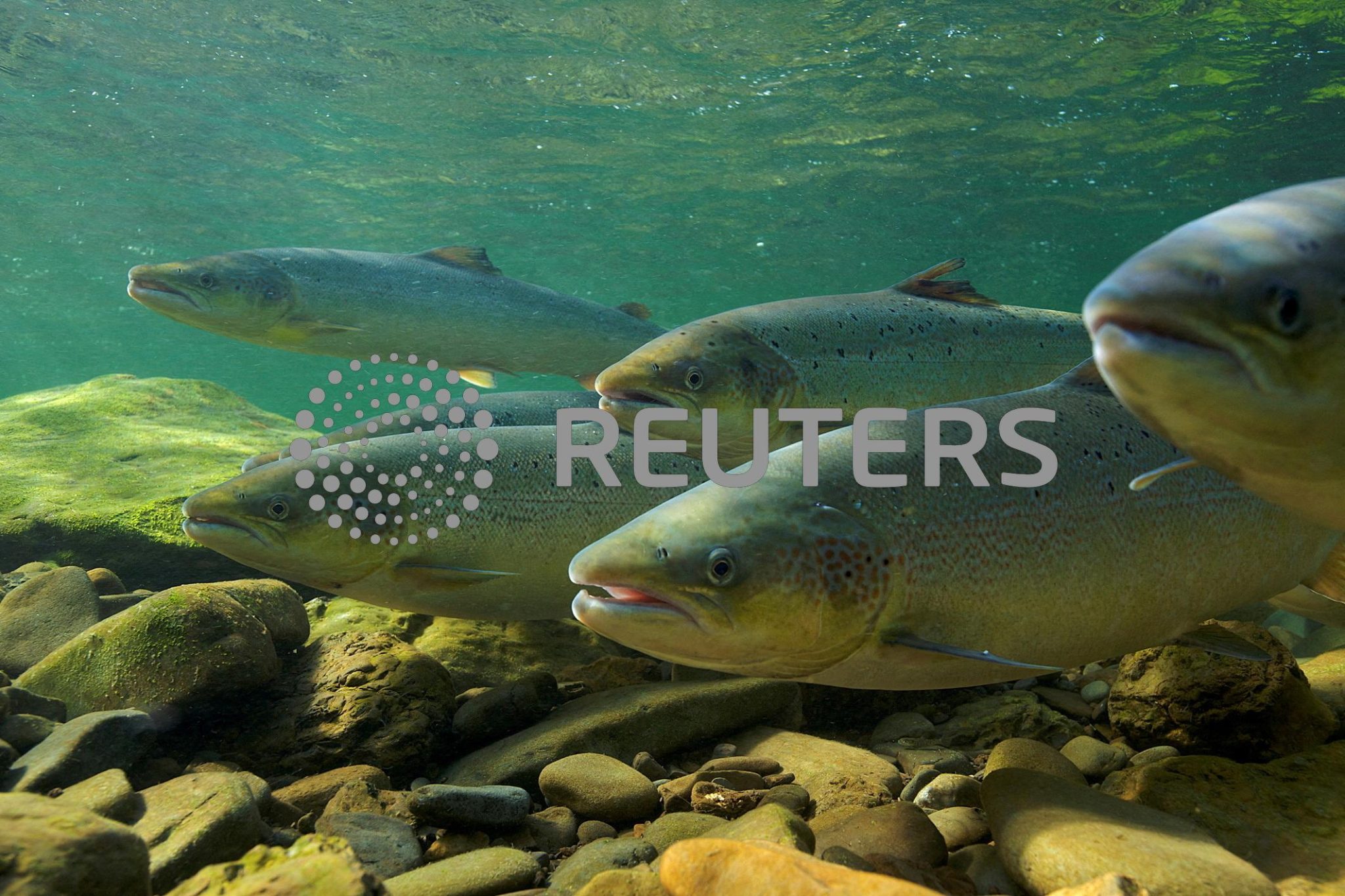 England's salmon population sinks to new low due to poor water quality ...