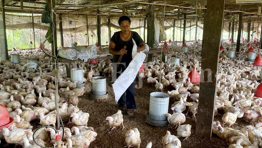 From a farm in Naitasiri | Litea gets her hands dirty in the green ...