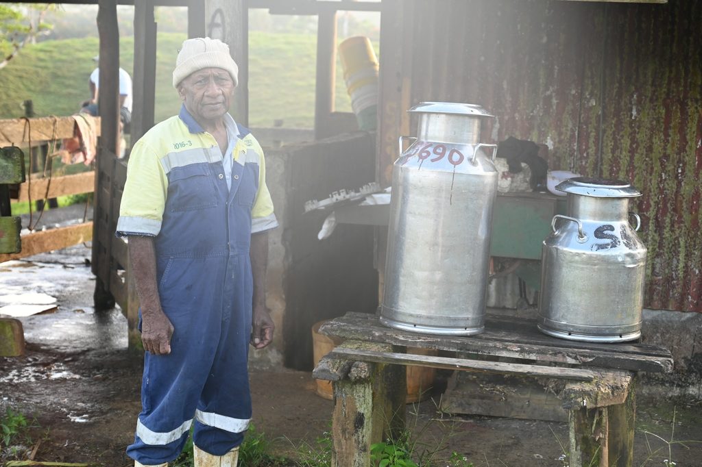 Milking success | Kelepi fosters unique bond with cows - The Fiji Times