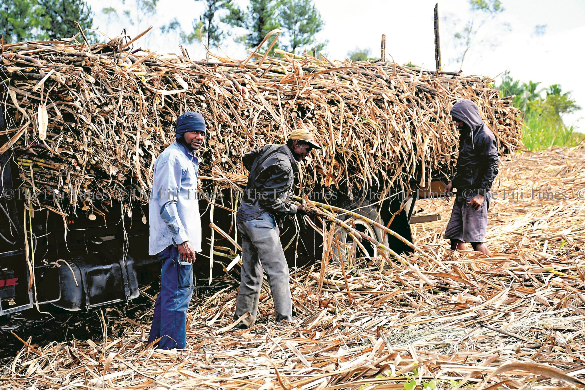 $328k for cane harvest - The Fiji Times