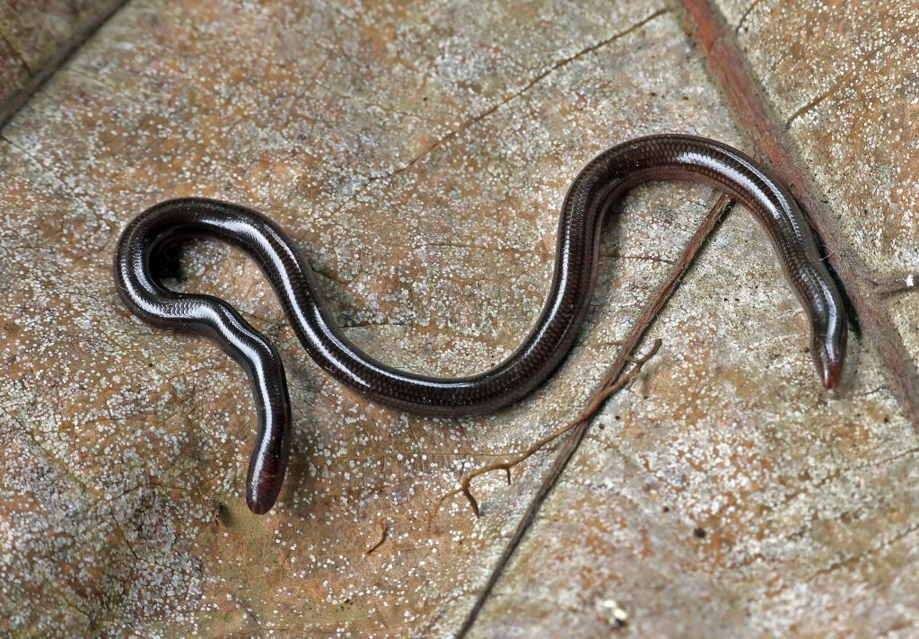 Taveuni blind snake found after 14 year search - The Fiji Times