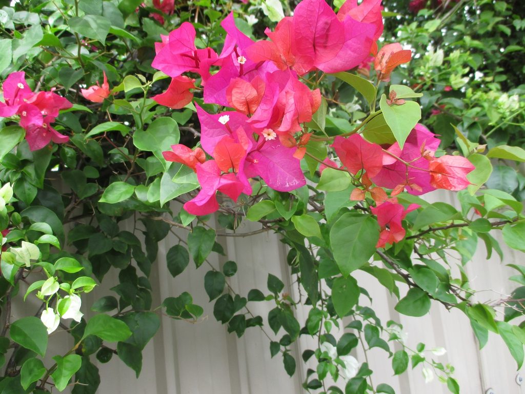 Redress of grievances - The Fiji Times