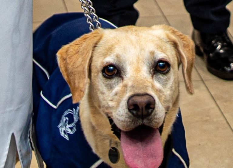 Fiji Detector Dog Unit applauded for hard work - The Fiji Times