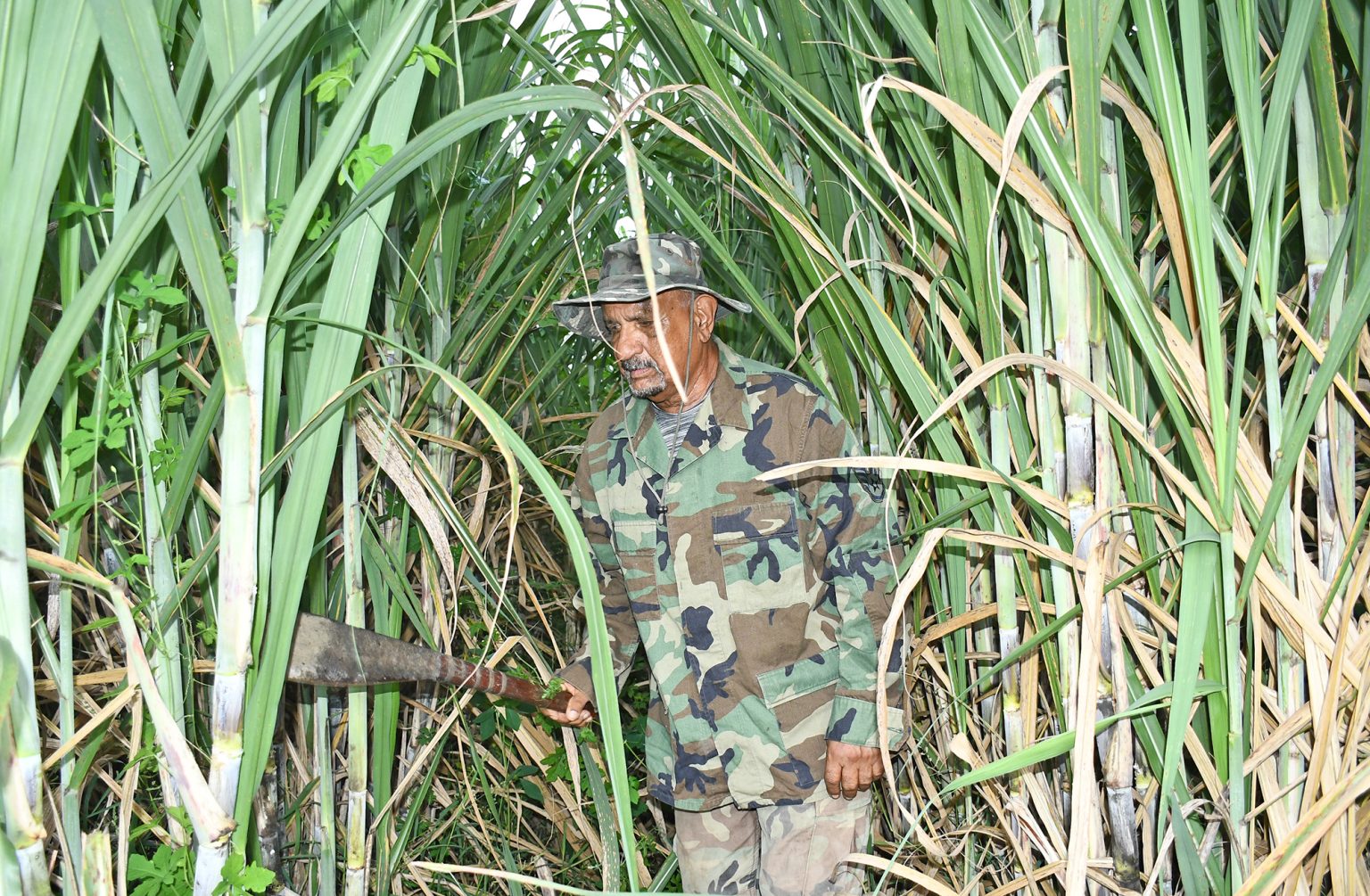 'Current crop of cane farmers is industry's last' - The Fiji Times