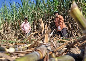 Extra cane payment for manual cane harvesting farmers - The Fiji Times