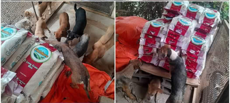 55 cents, that's all it takes to feed a hungry street dog for a day ...