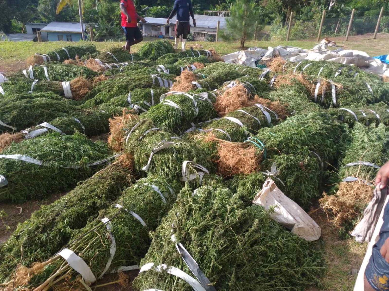 Warning on marijuana’s hidden dangers