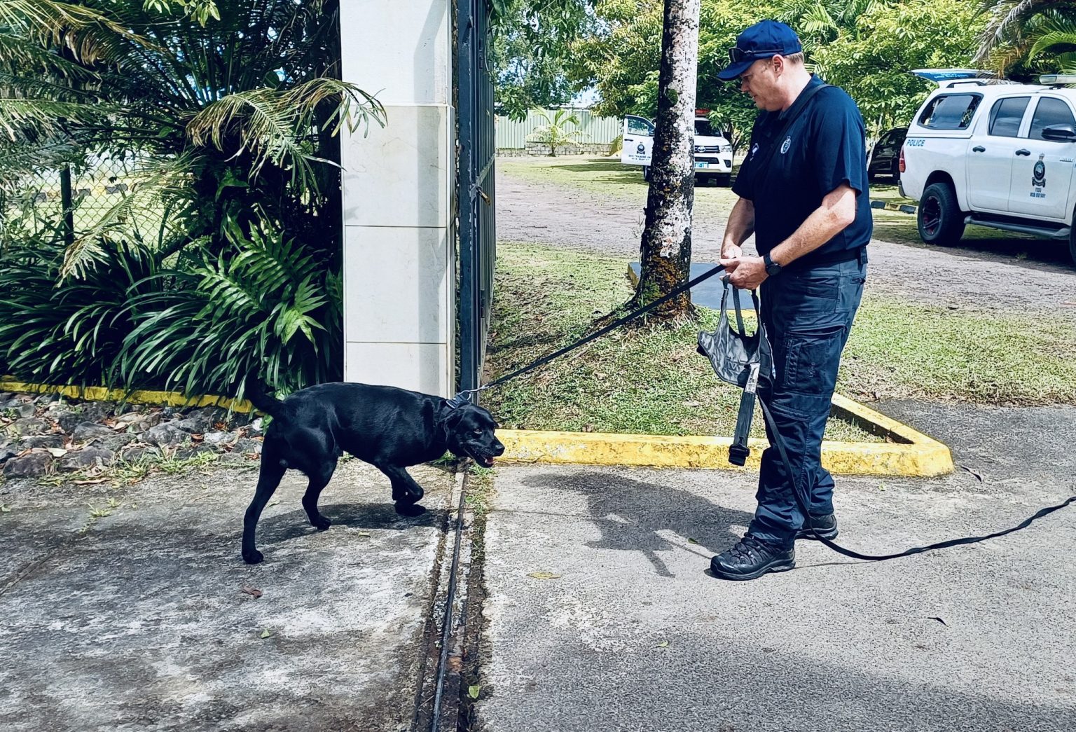 NZ detector dog took a special plane ride to Fiji to assist in ...