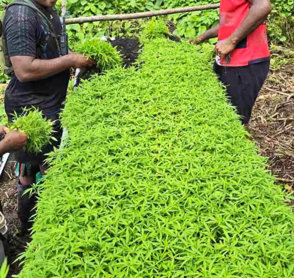 31,000 marijuana plants found on Kadavu - The Fiji Times