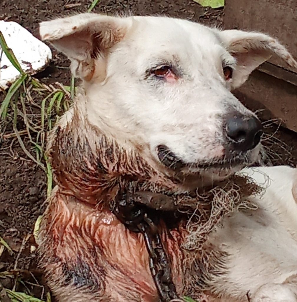 Animal lovers rally on social media to rescue a dog in Sigatoka - The ...