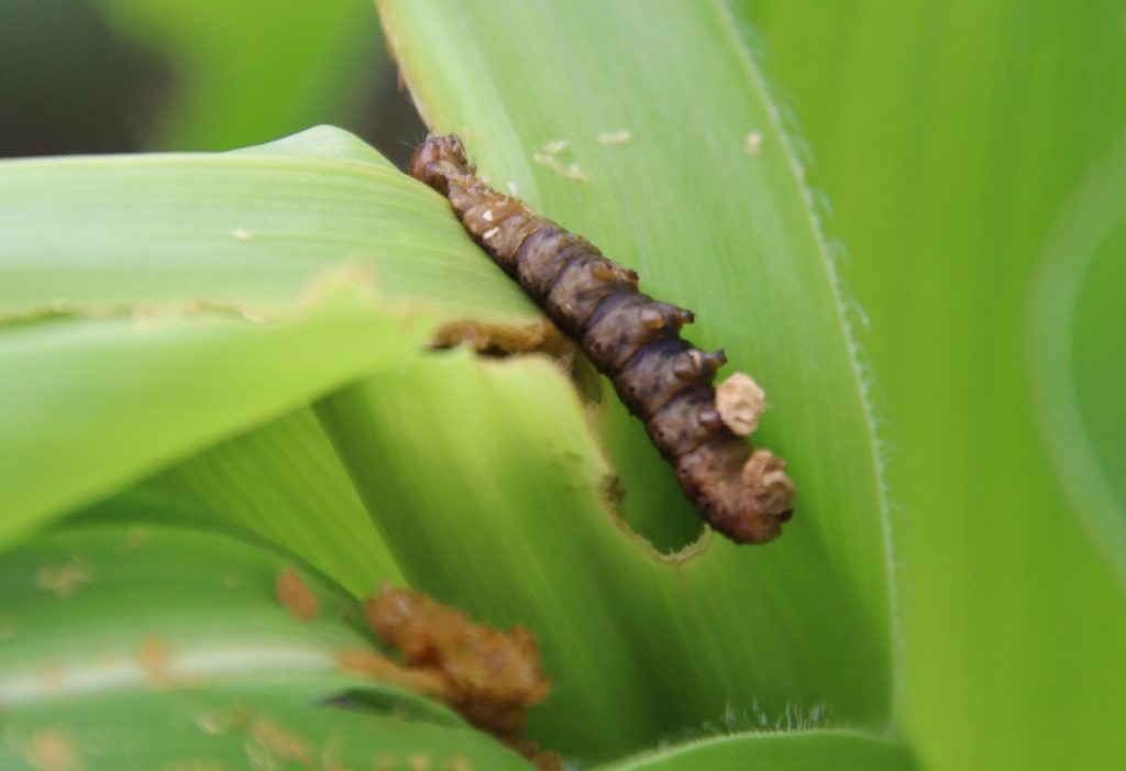 $40k and $200k fines for flouting Fall Armyworm directives - The Fiji Times