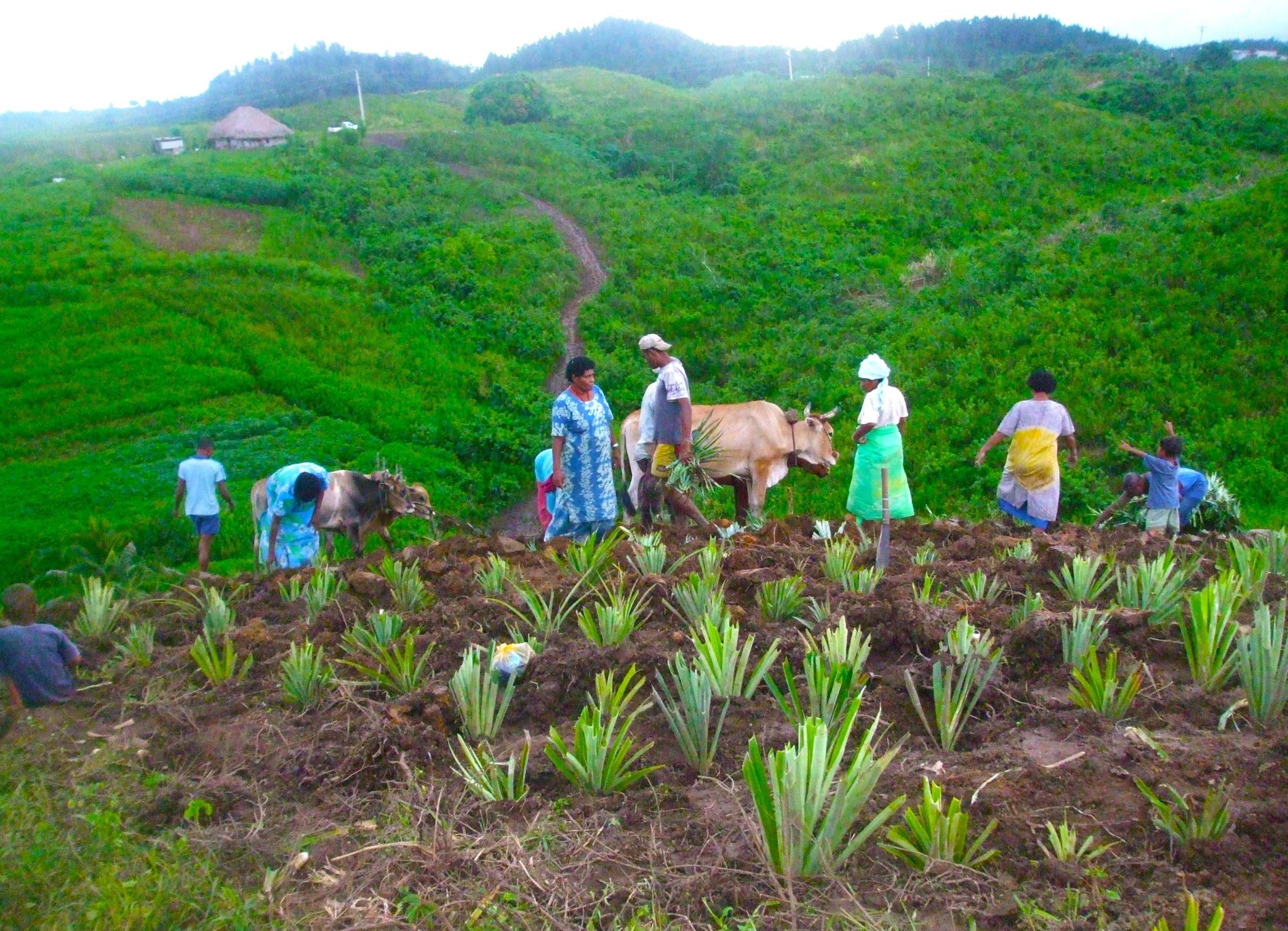 Aim to uplift Fiji's non-sugar agriculture sector - The Fiji Times