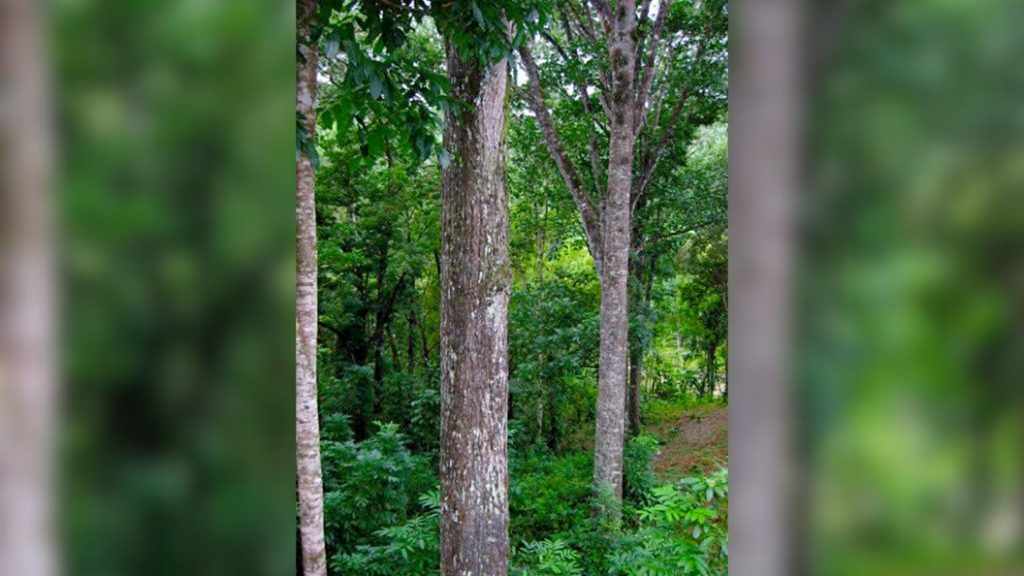 Management of Fiji’s forest resources