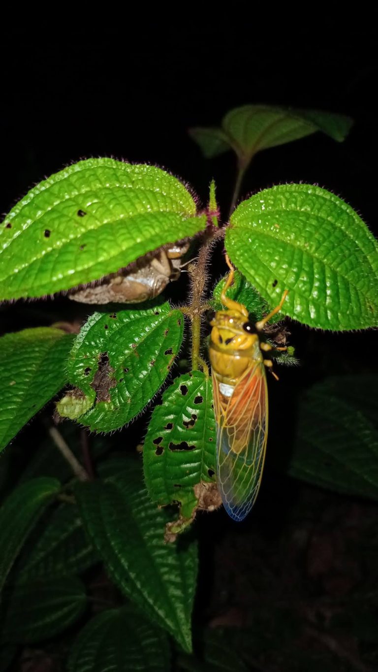 First pictures of nanai cicadas captured in Navosa - The Fiji Times