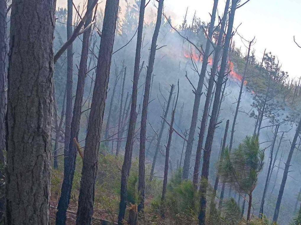 Police investigate cause of Kadavu pine fire - The Fiji Times