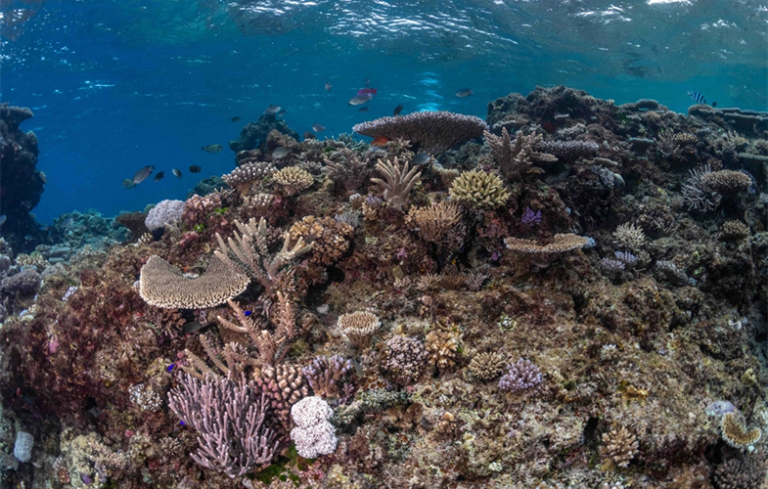 Fiji coral reefs show remarkable recovery after Cyclone Winston, study ...