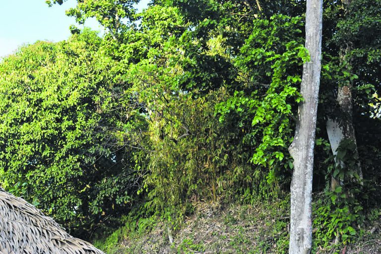 POINT OF ORIGIN | Sacred connections: Centuries old bamboo - a symbol ...