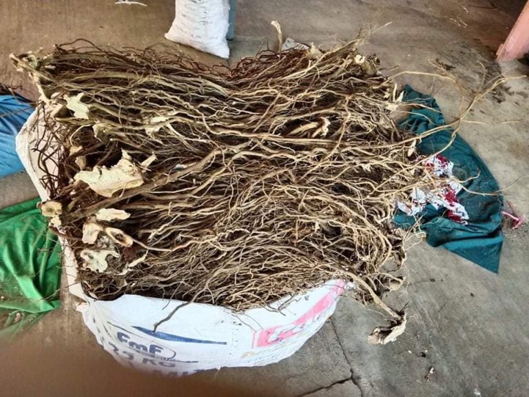 US FDA clears kava as food, boosting prospects for Fiji’s growing ...