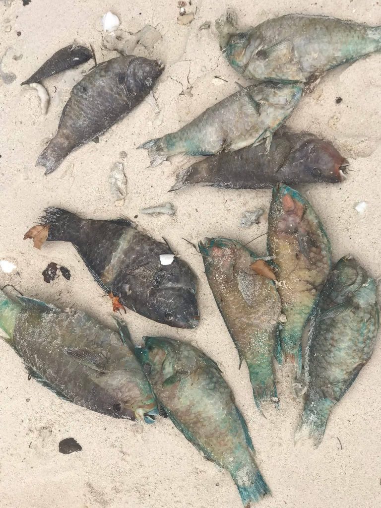 Dead fish wash up on Matanuku Island beaches in Kadavu - The Fiji Times