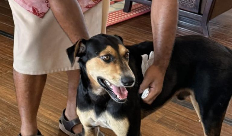 Fiji resort dog “Steven” finds forever home in New Zealand - The Fiji Times