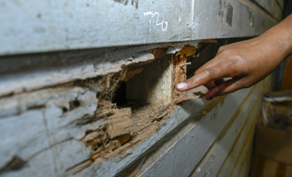 Law passed to allow tax relief for buildings damaged by termite ...